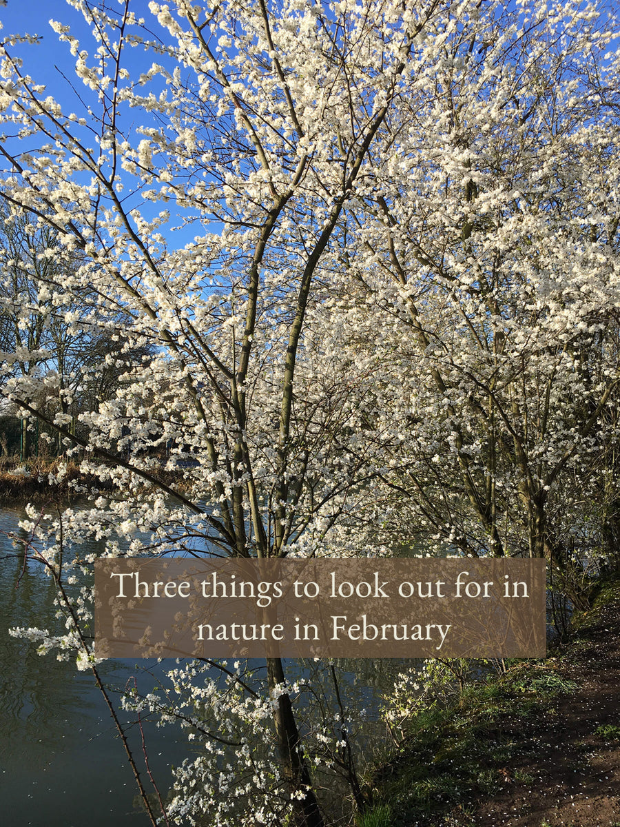 Things to look for in February – littlebirdydesignsuk